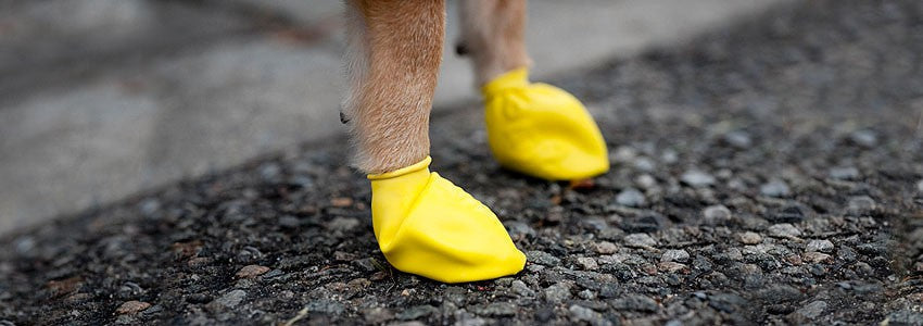 Paw Wear – Greenhawk Equestrian Sport