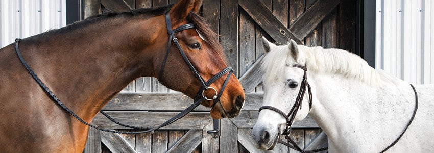 Last Call For Your Horse! – Greenhawk Equestrian Sport