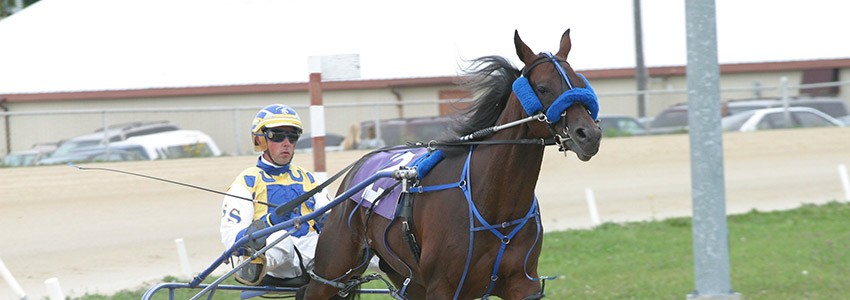 Standardbred Racing – Greenhawk Equestrian Sport