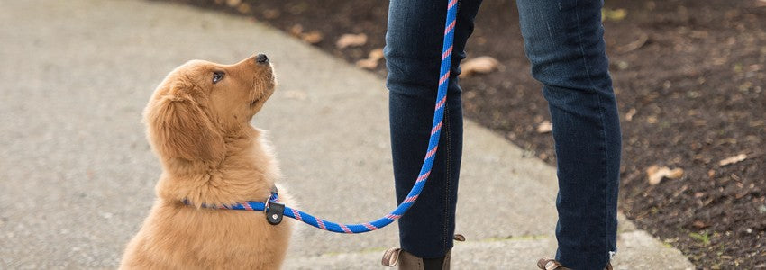 Leashes – Greenhawk Equestrian Sport