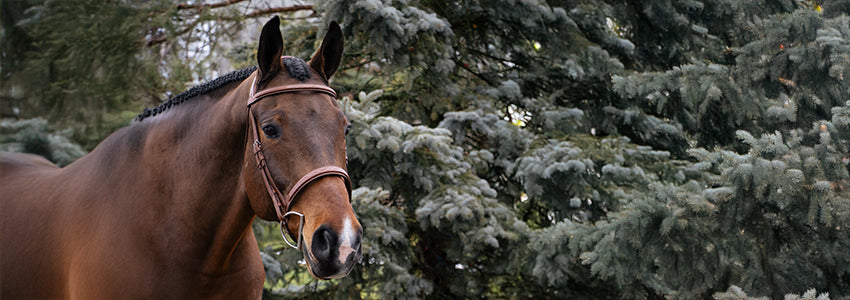 Up To 30% Off Select Tack & Equipment – Greenhawk Equestrian Sport