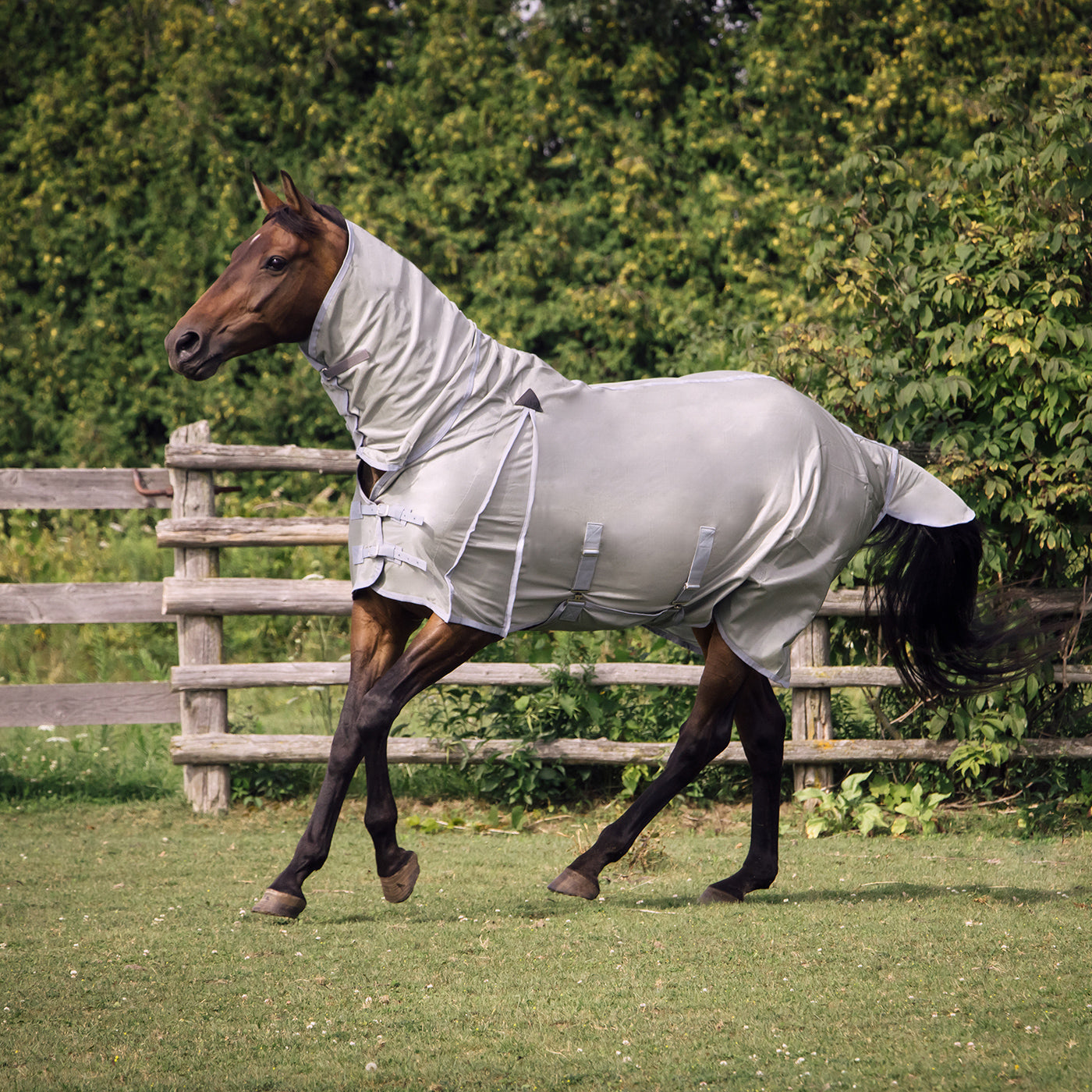 Supra Full Neck Mesh Fly Sheet – Greenhawk Equestrian Sport