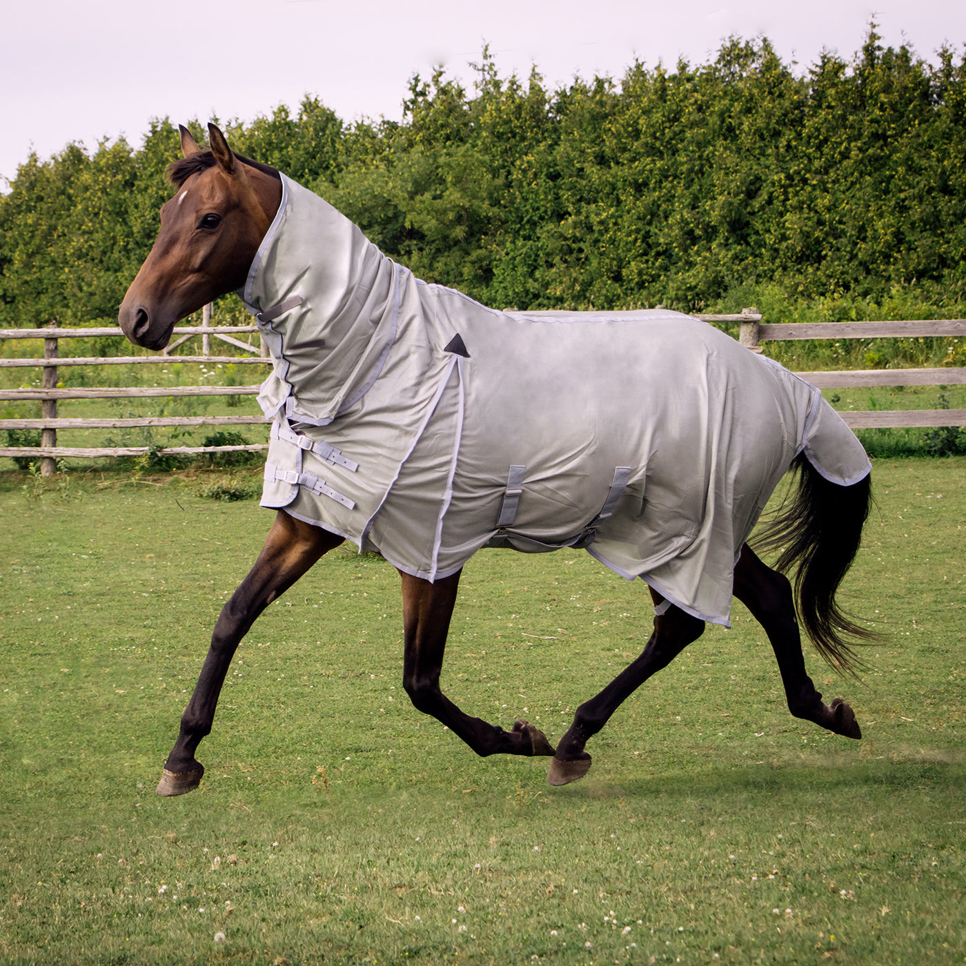 Supra Full Neck Mesh Fly Sheet – Greenhawk Equestrian Sport