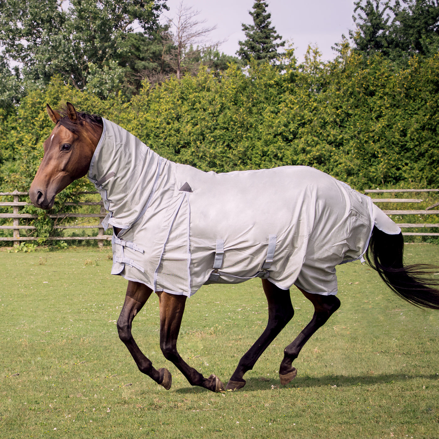Supra Full Neck Mesh Fly Sheet – Greenhawk Equestrian Sport