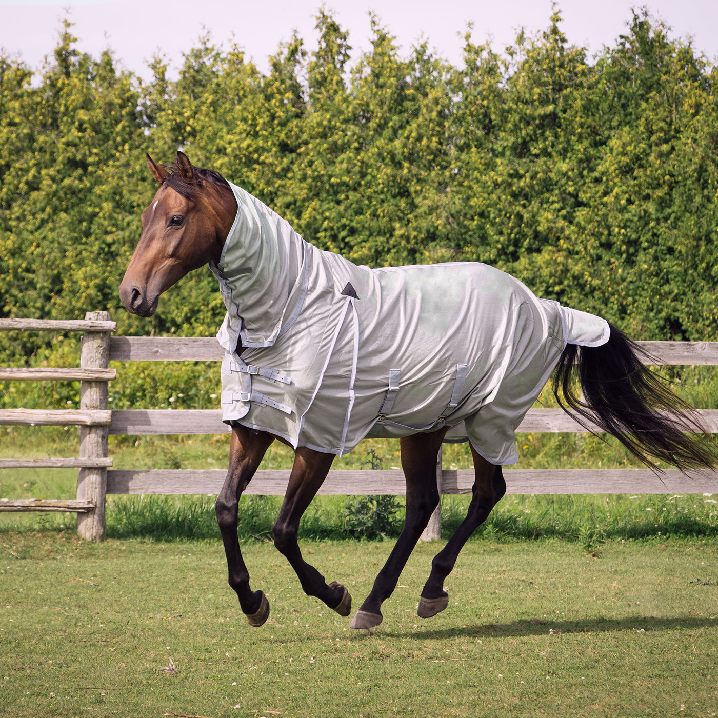 Supra Full Neck Mesh Fly Sheet – Greenhawk Equestrian Sport