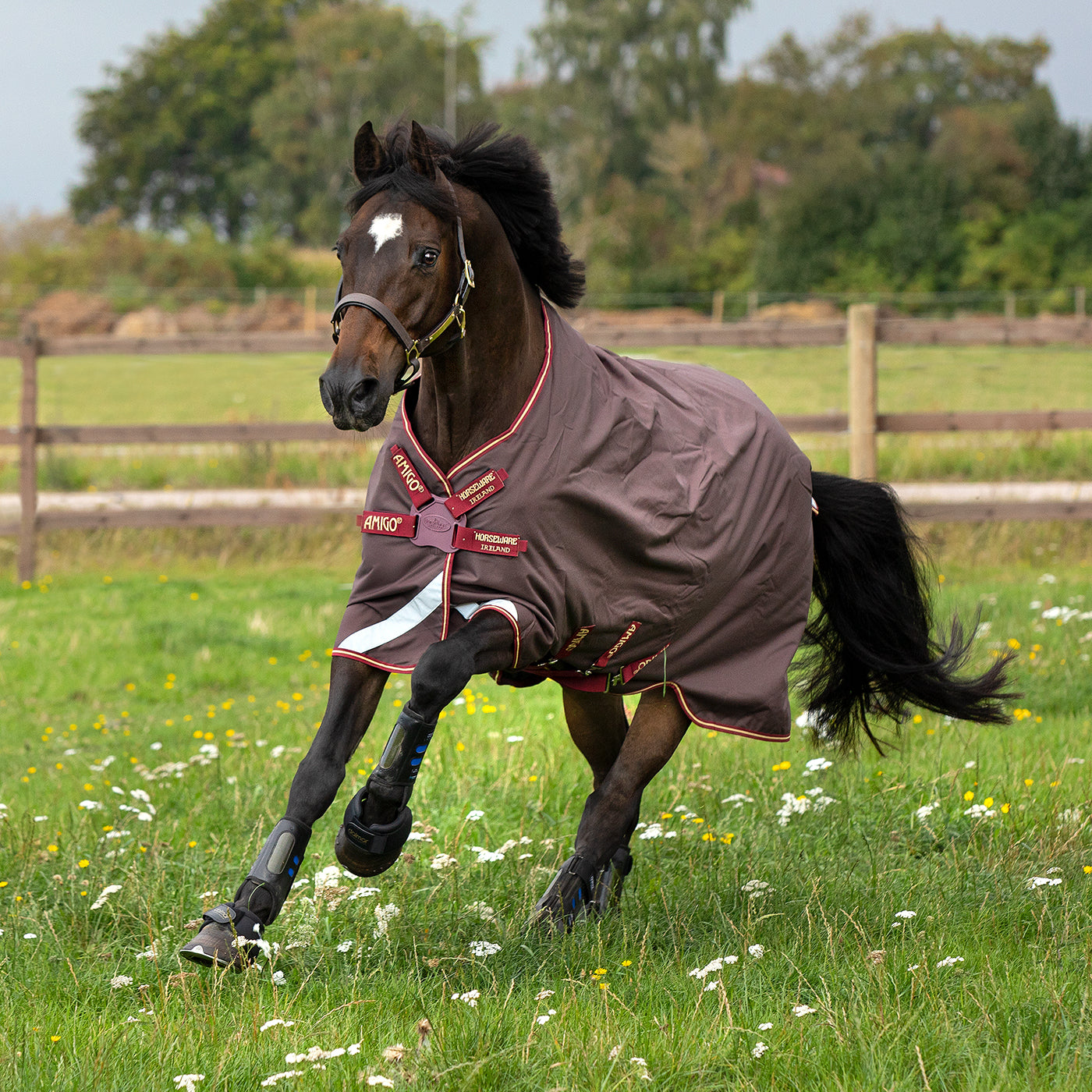 Collections – Greenhawk Equestrian Sport