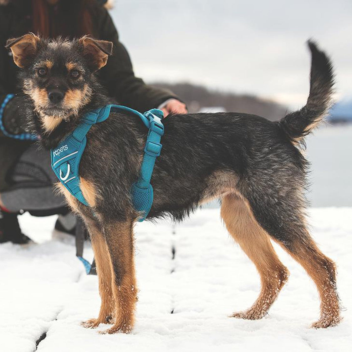 Harnesses – Greenhawk Equestrian Sport